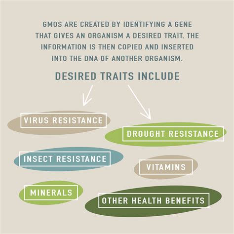 Are Gmo Foods Safe — Hungry For Truth