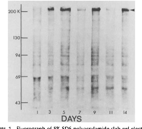 Figure 1 From Appearance Of Fibronectin During The Differentiation Of Cartilage Bone And Bone