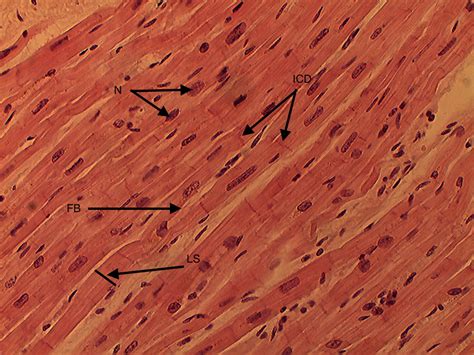 Cardiac Muscle