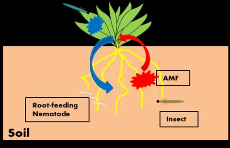 1 Schematic Diagram Of Simplified Above Belowground Interactions