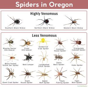 Spiders In Oregon List With Pictures