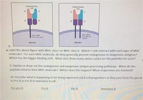 Solved L Label The Above Figure With Mhc Class I Or Mhc