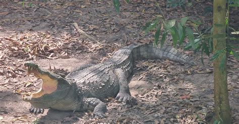 Cocodrilo En Su Hábitat Natural Mostrando Comportamiento · Vídeo De