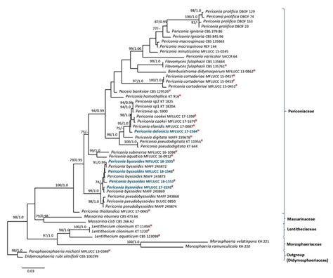 Phylogram Generated From Maximum Likelihood Analysis Based On Combined Download Scientific