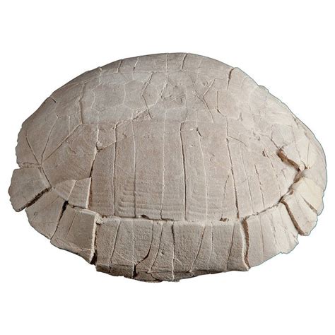 Fossil Turtle Shell