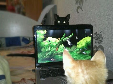 Поставил аквариум на заставку и был оккупирован живность котэ прикольные картинки с