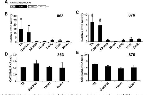 Figure 1 From The Utrophin A 5 Utr Drives Cap Independent Translation Exclusively In Skeletal