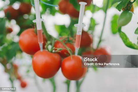 유전자 변형 식품 또는 Gmo 식품 실험실 배경에 주사기와 제약 물질을 주입 농부와 생산 및 Dna 조작 개념 아이디어의 유전자 개선 0명에 대한 스톡 사진 및 기타 이미지