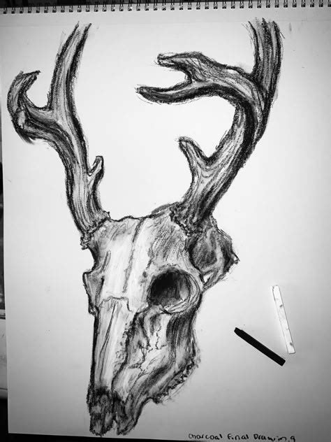 Deer Skull Drawing