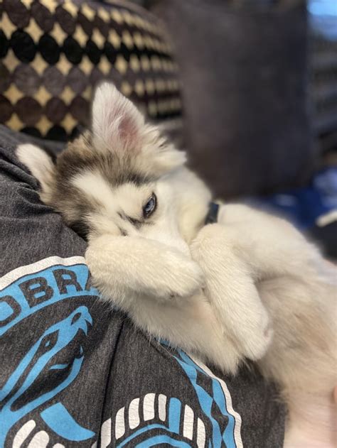 Why Does She Cover Her Face Rpomsky