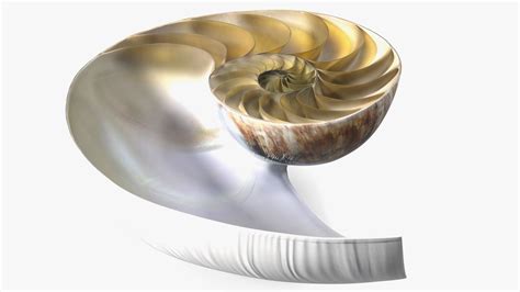 Sea Shells Collection 3 3d Model 59 3ds Obj Max C4d Ma Free3d