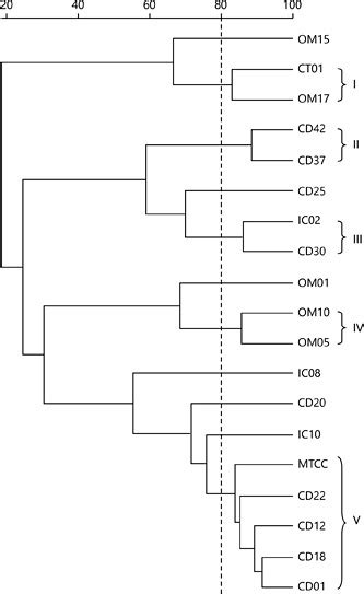 dendrogram derived from rapd analysis of clinical isolates of m