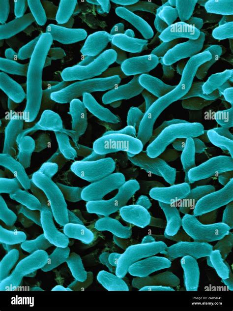 Coloured Scanning Electron Micrograph Sem Of Halophilic Bacterium Arcobacter Halophilus