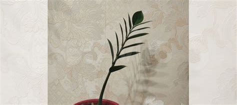 Замиокулькас купить в Ульяновске Товары для дома и дачи Авито