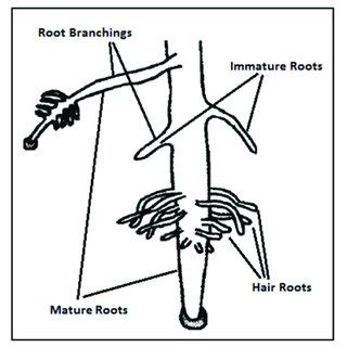 Types Of Roots 57 Download Scientific Diagram