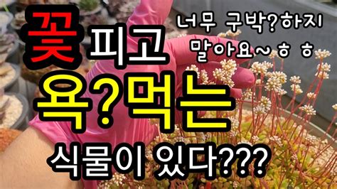 다육이 꽃을 사랑으로 감싸주세요~ㅎㅎ 이맘때 꽃대 전반적인 관리 방법 Youtube