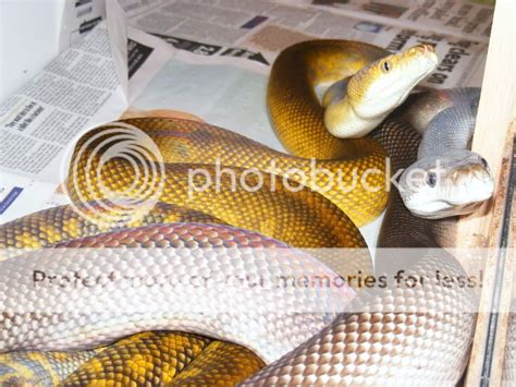 Albino Scrub Python Page 2 Reptile Forums