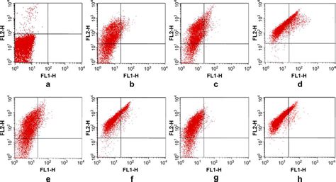 sequence of density plots showing c albicans 90028 cells analyzed by