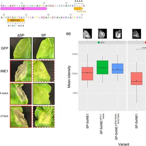 Investigation Into The Rxlr‐like And Deer‐like Motifs Of Ssine1 A