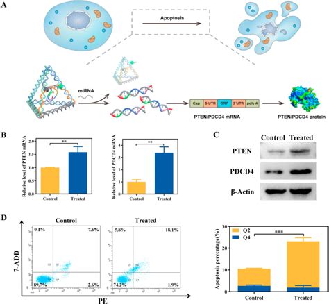 Programming A Dna Tetrahedral Nanomachine As An Integrative Tool For Intracellular Microrna