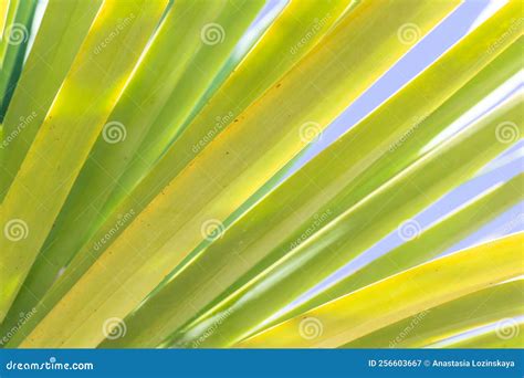 Pattern Of Palm Leaves Against The Sky Stock Image Image Of Palm