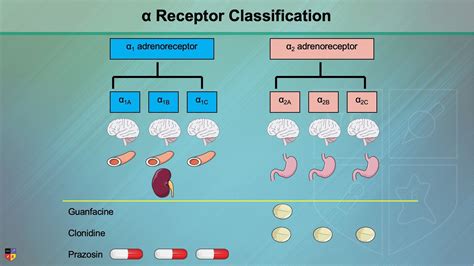 Alpha Adrenergic Receptors Alpha 1 And Alpha 2 Human Body Human Body Tissue Tissue In