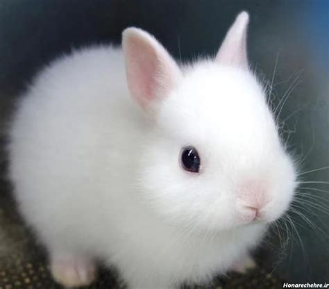 28 عکس از گربه خانگی واقعی که قلبتان را میبرد