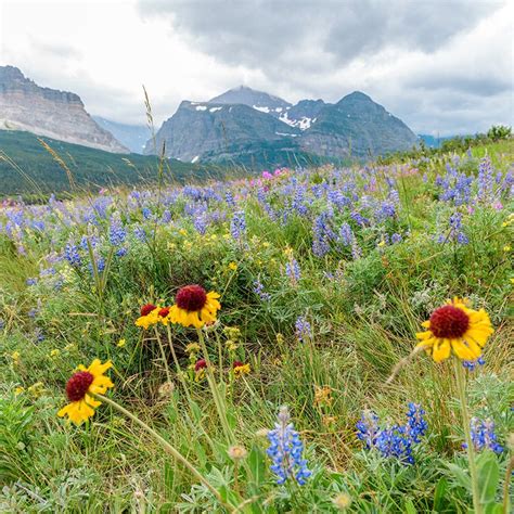 Wildflower Seed Mix
