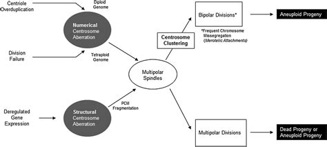 Impact Of Centrosome Aberrations On Chromosome Segregation And Tissue