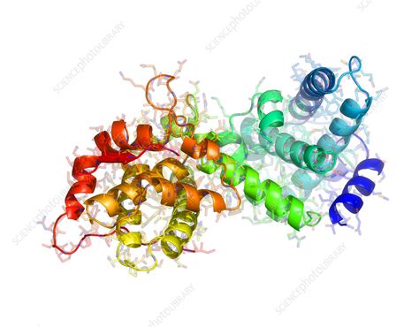 Hpv Protein Bound To Tumour Suppressor Stock Image A617 0177 Science Photo Library