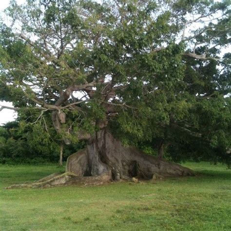 Ceiba Vieques Pr Vieques Nature Garden Beautiful Tree