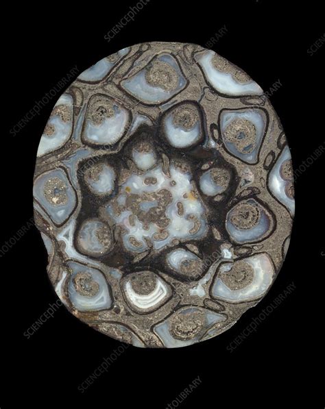 Petrified Fern Tree Trunk Fossil Stock Image C0165142 Science Petrified Fern Tree Trunk Fossil Stock Image C0165142 Science
