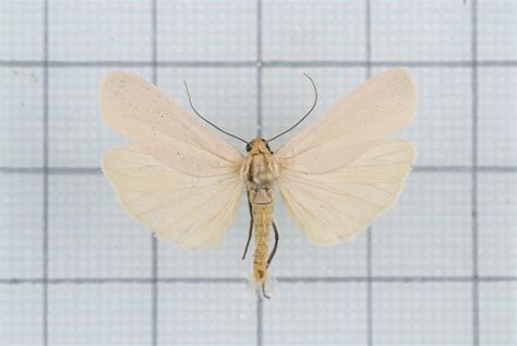 Eilema Eilema Picture Insect