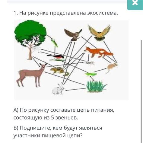 На рисунке представлена экосистема. А) По рисунку составьте цепь ...