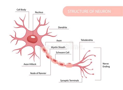 Structure Of Neuron Diagram Vector Illustration Stock Illustration Illustration Of Schwann