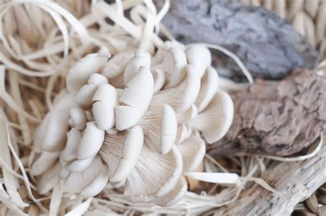 Moving Pf Tek Brf Cakes To Bulk Production Dos And Donts 🐝 Actionable