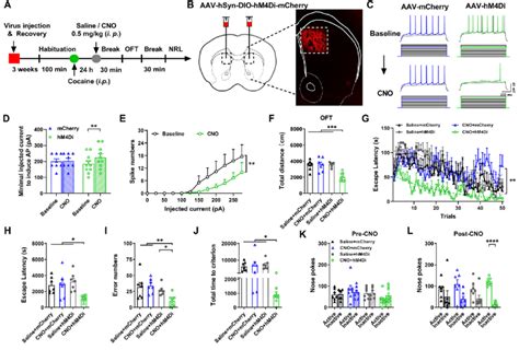Inhibiting The Activity Of D1 Msns With The Dreadd Hm4di Reverses The Download Scientific
