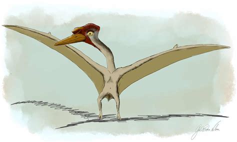 Thanatosdrakon Animal Facts Thanatosdrakon Amaru A Z Animals