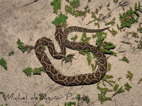 Bothrops Alternatus