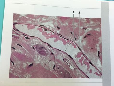 Lab Quiz 2 Epithelial Tissue Flashcards Quizlet