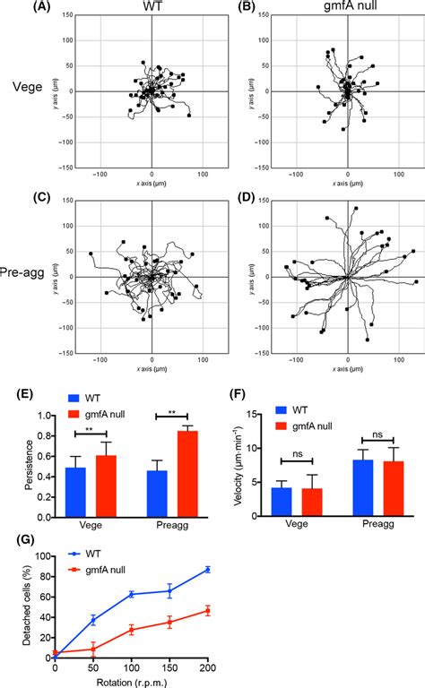 gmfa‐null cells migrate with a higher persistency and adhere strongly