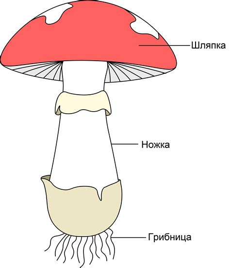 Строение гриба (80 фото)