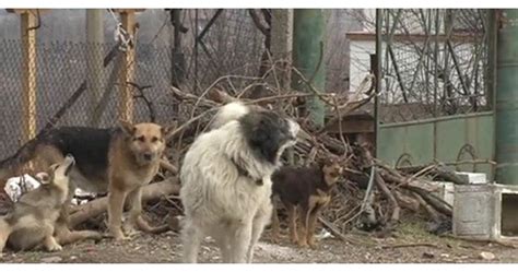 Десетки бездомни кучета плашат цяло село