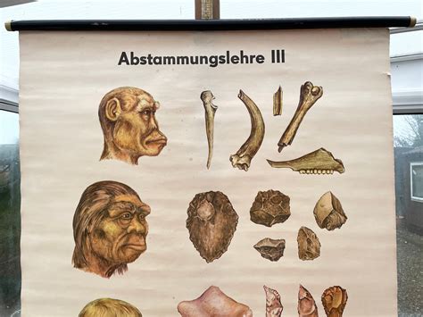 Vintage School Chart Evolution Of Man Poster Educational Chart Etsy