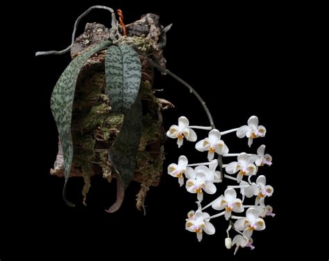 Phalaenopsis Celebensis × Sib 3” Pot Everything Orchids