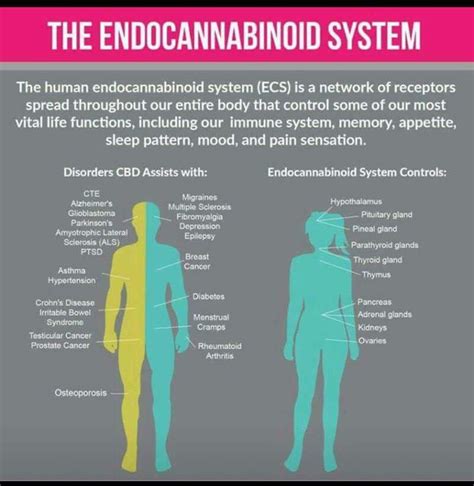 The Human Endocannabinoid System All Humans Have An Internal