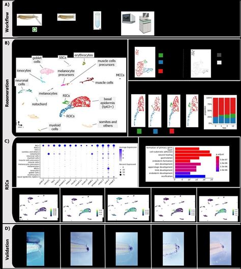 Single Cell Analysis Of Regeneration Initiation A Scheme Of Scrna Seq Download Scientific
