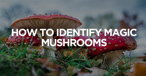 Apotheca Blog How To Identify Magic Mushrooms