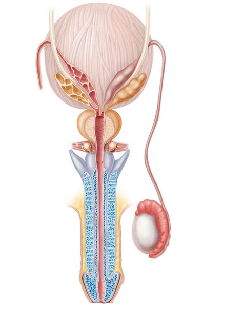Ducts Diagram Quizlet