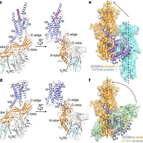 The Tail Conformation Of Gcgr βarr Mediates Cellular Trafficking And
